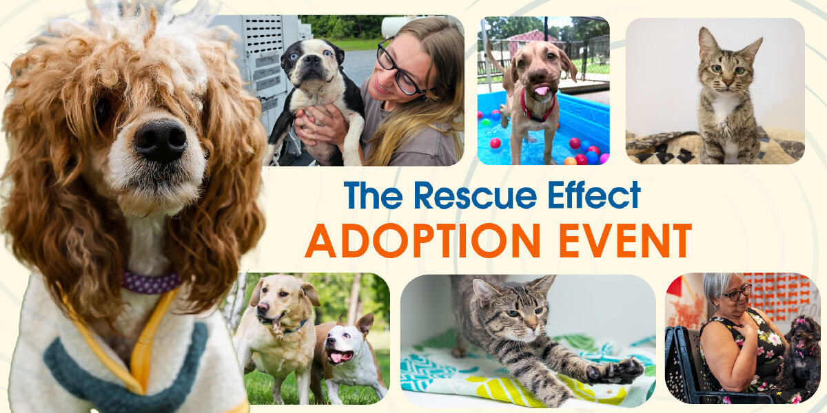 Brandywine Valley SPCA | It's Hip to be Chipped!