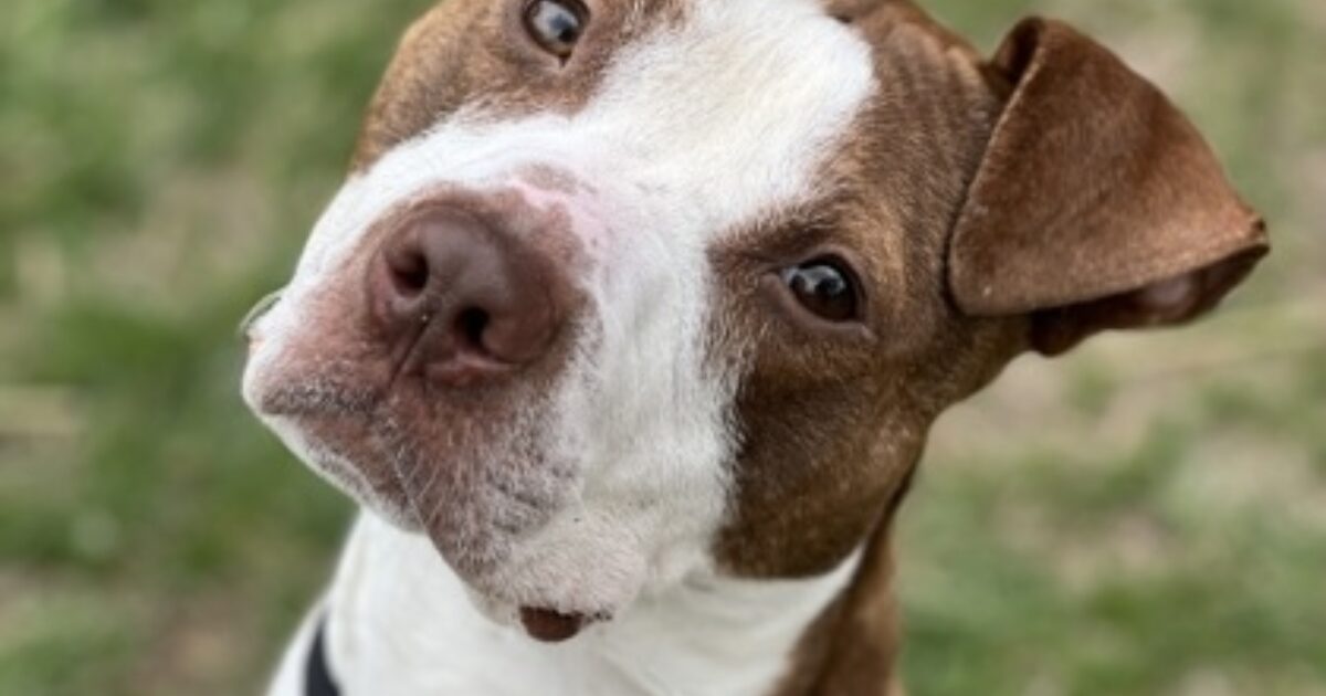 Brandywine Valley SPCA | Bert