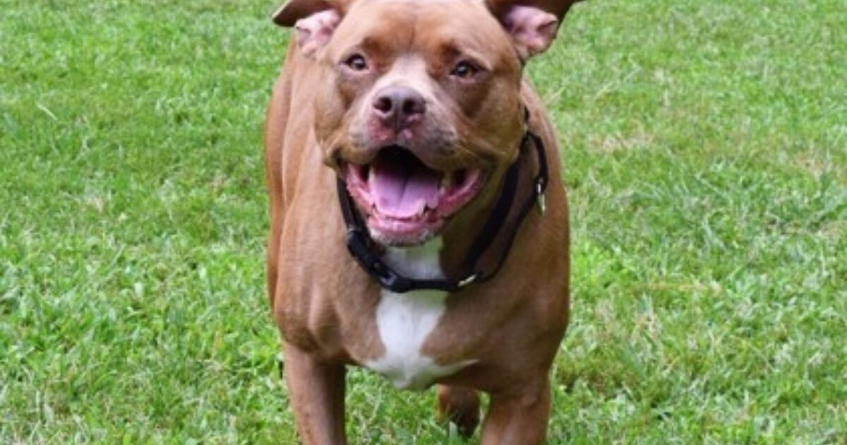 Brandywine Valley SPCA | Oakley fka Sierra