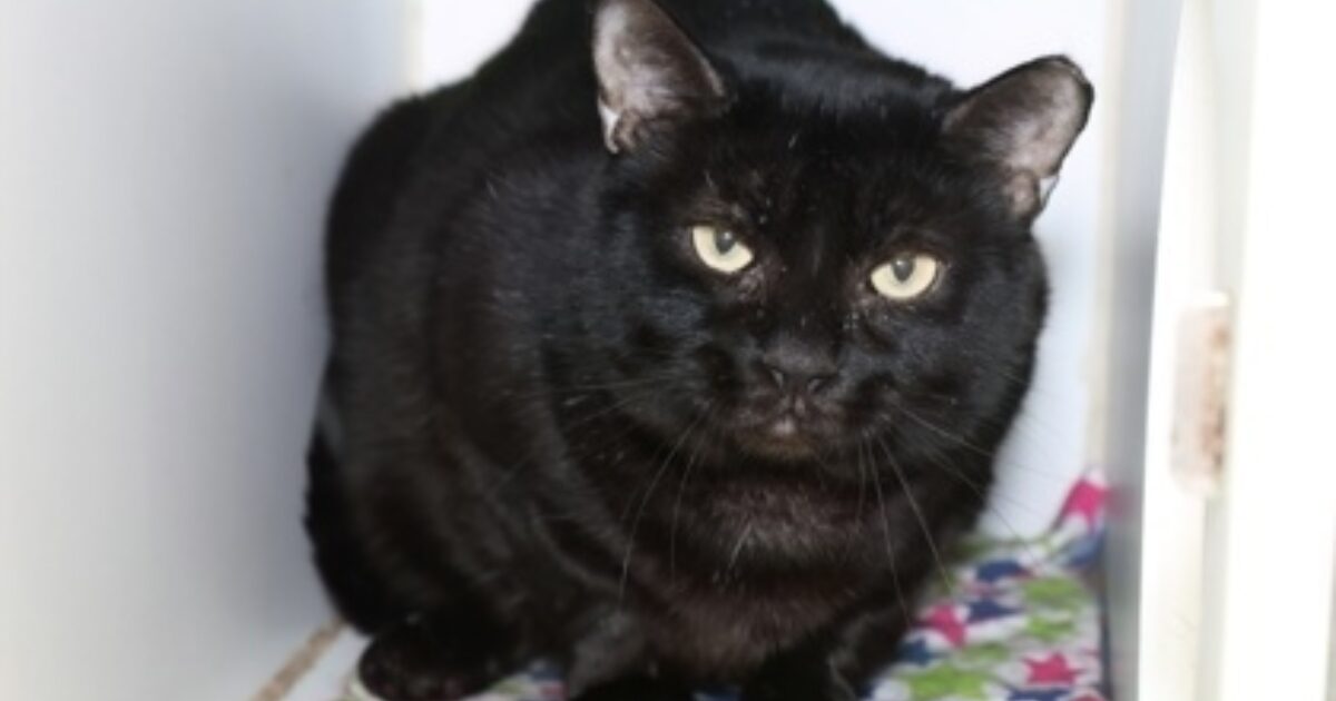 Brandywine Valley SPCA | Stinky Moo