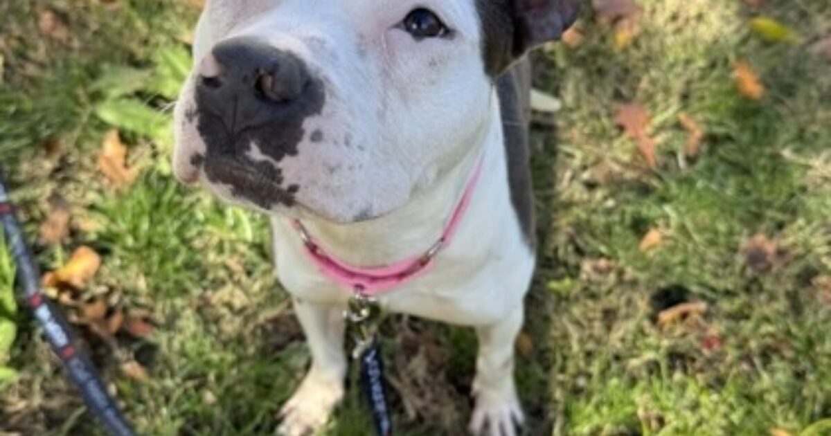 Brandywine Valley SPCA | Claudia