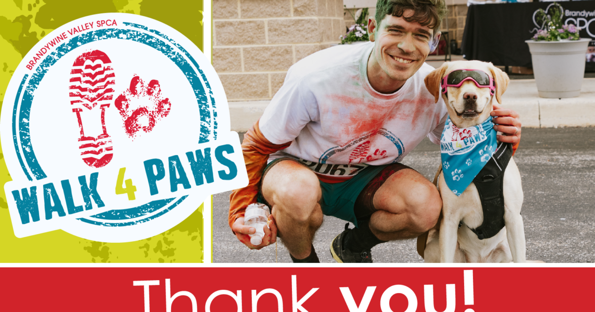 Brandywine Valley SPCA | BVSPCA's 2024 Walk for Paws Success