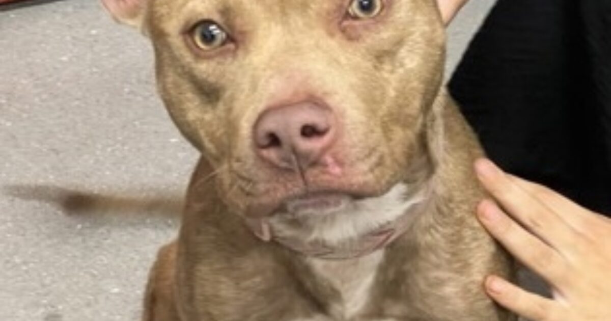 Brandywine Valley SPCA | Chevy