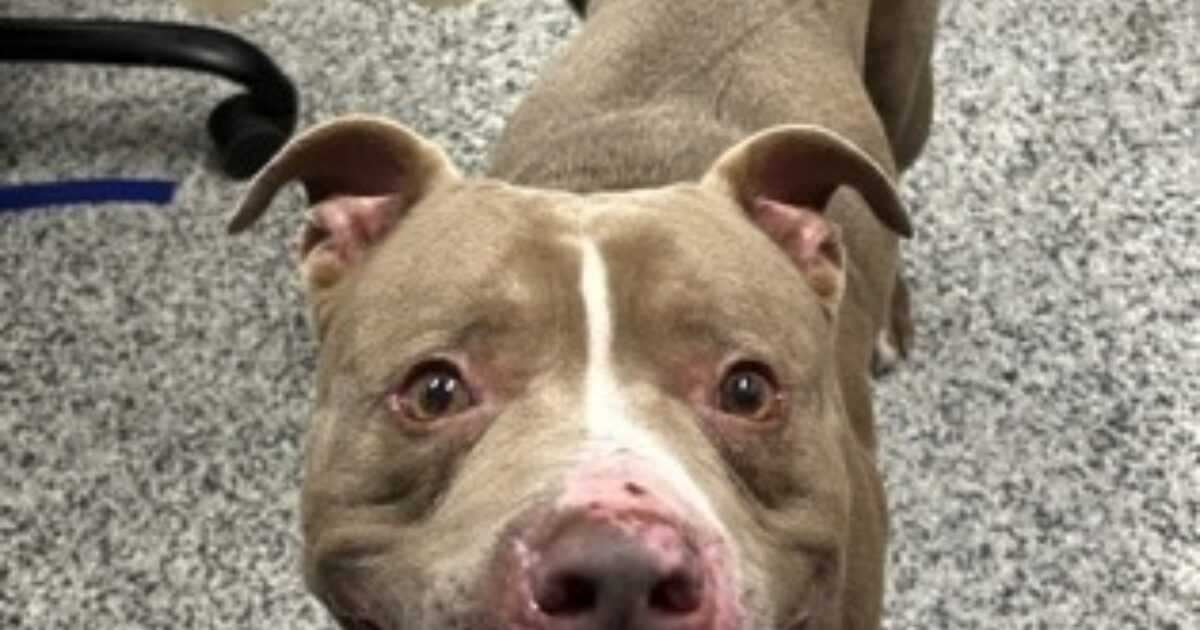 Brandywine Valley SPCA | Cash FKA Quagmire