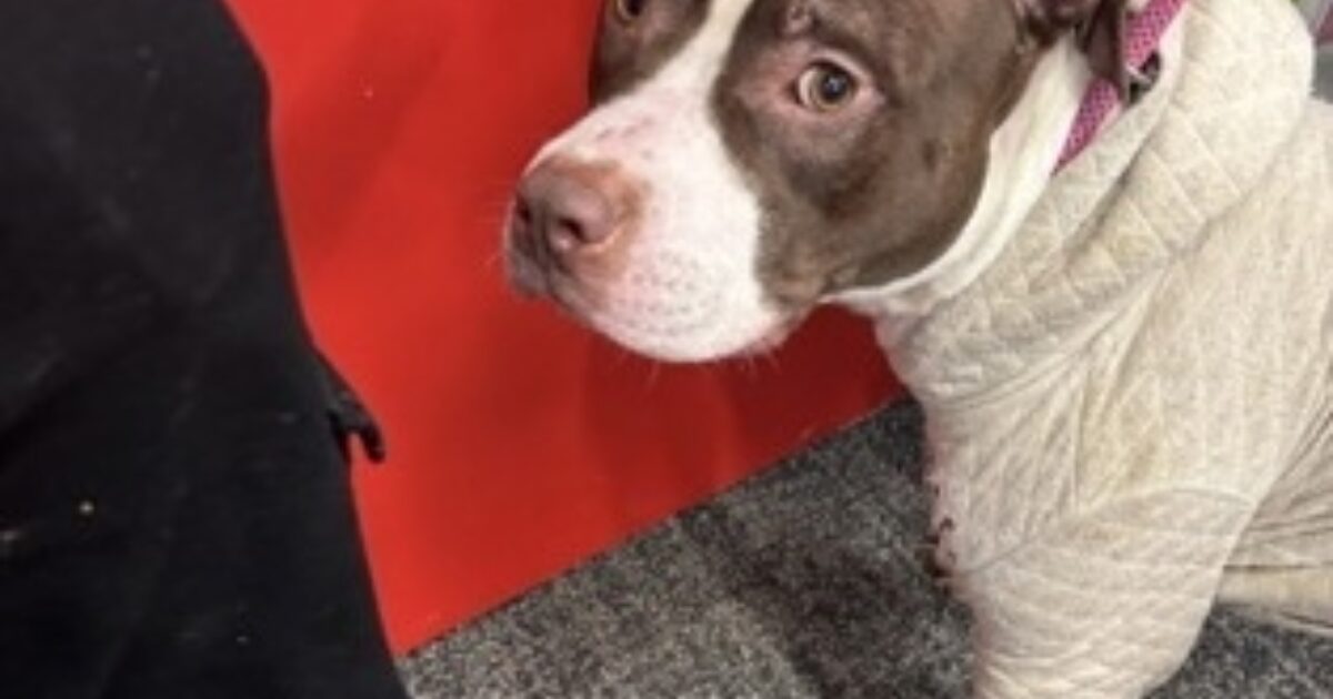 Brandywine Valley SPCA | Derrick