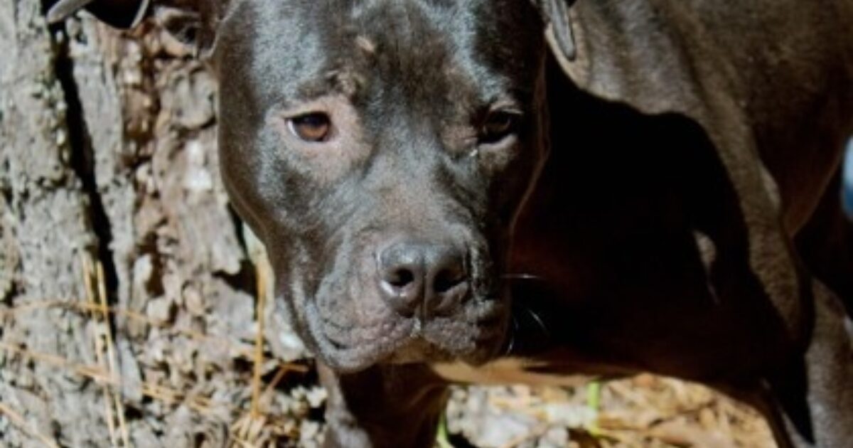 Brandywine Valley SPCA | Pablo