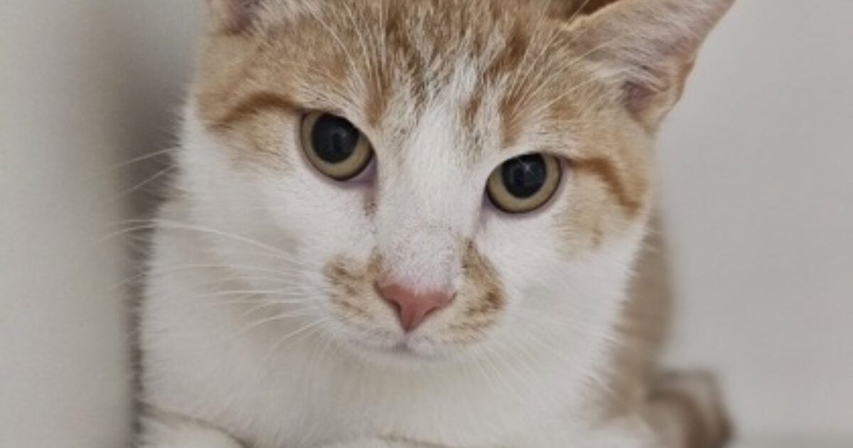 Brandywine Valley SPCA | Jamie fka Kitten 3