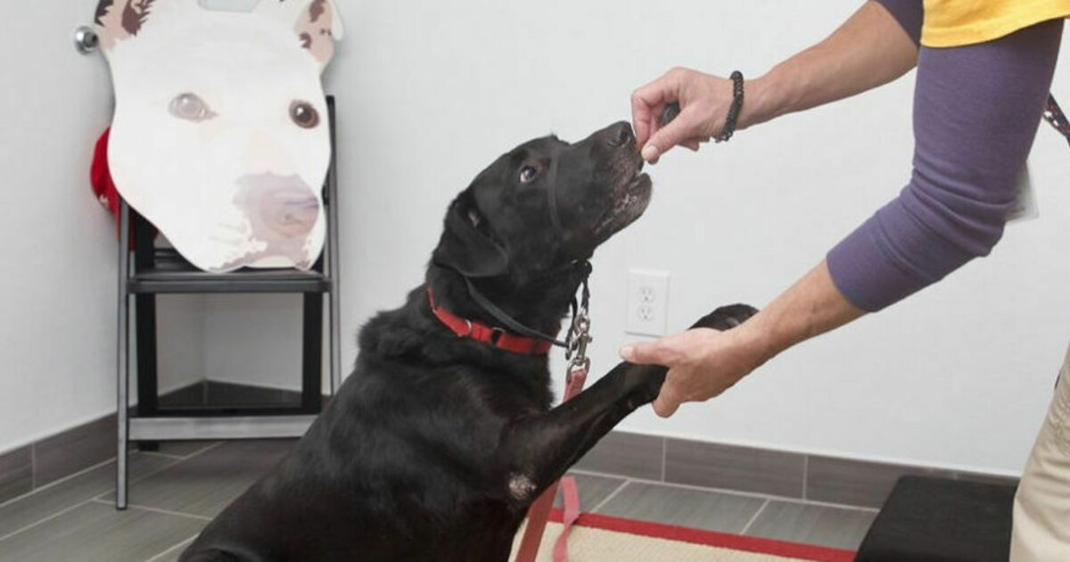 Brandywine Valley SPCA | Behavior Resources