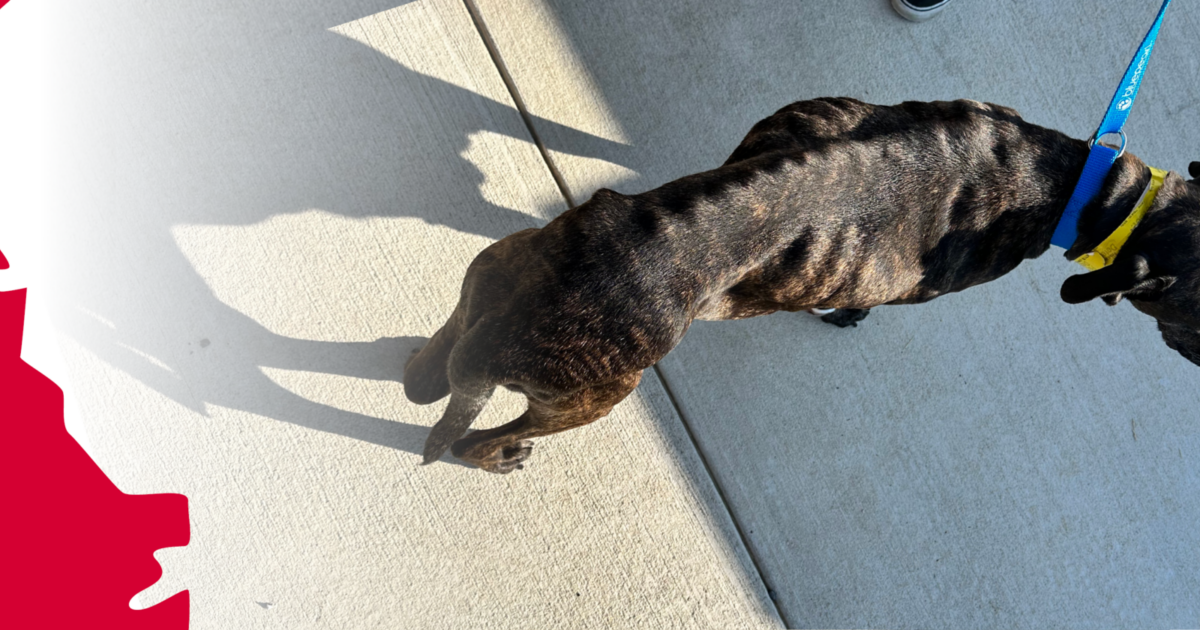 Brandywine Valley SPCA | Abandoned & Neglected Survivor Coco Needs…