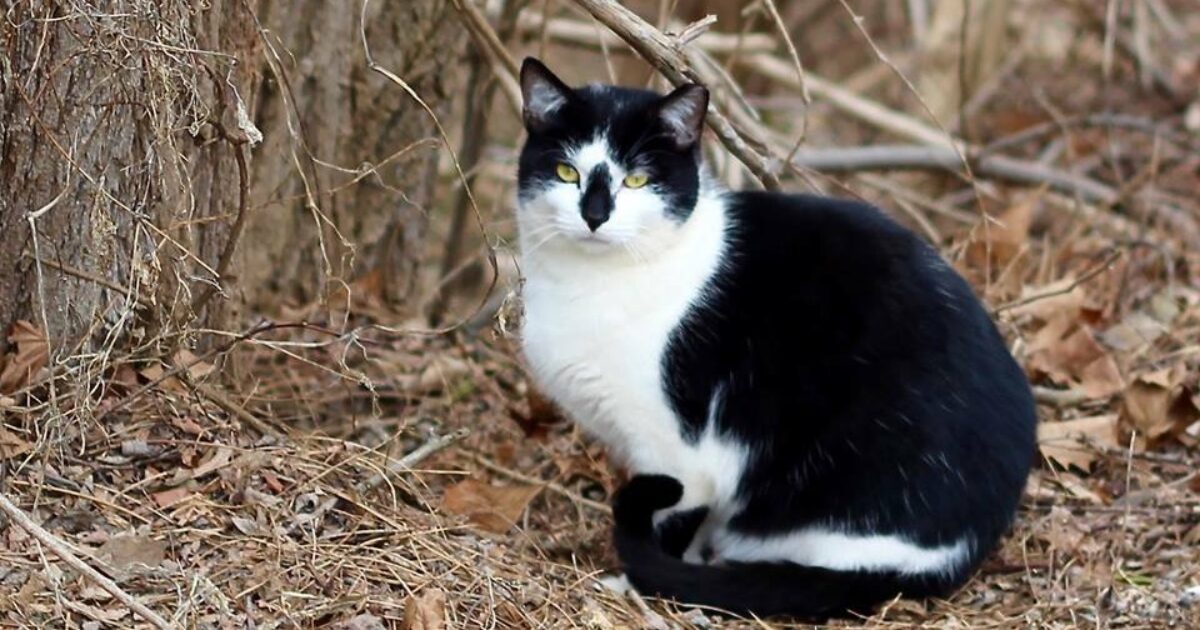 Brandywine Valley SPCA | Community Cats (DC)