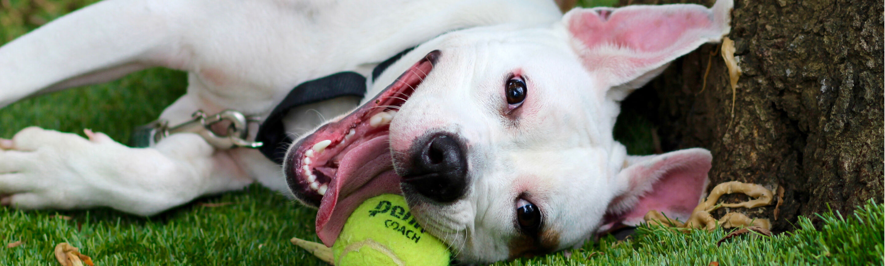 Brandywine Valley SPCA | Adopt a Dog (DC)