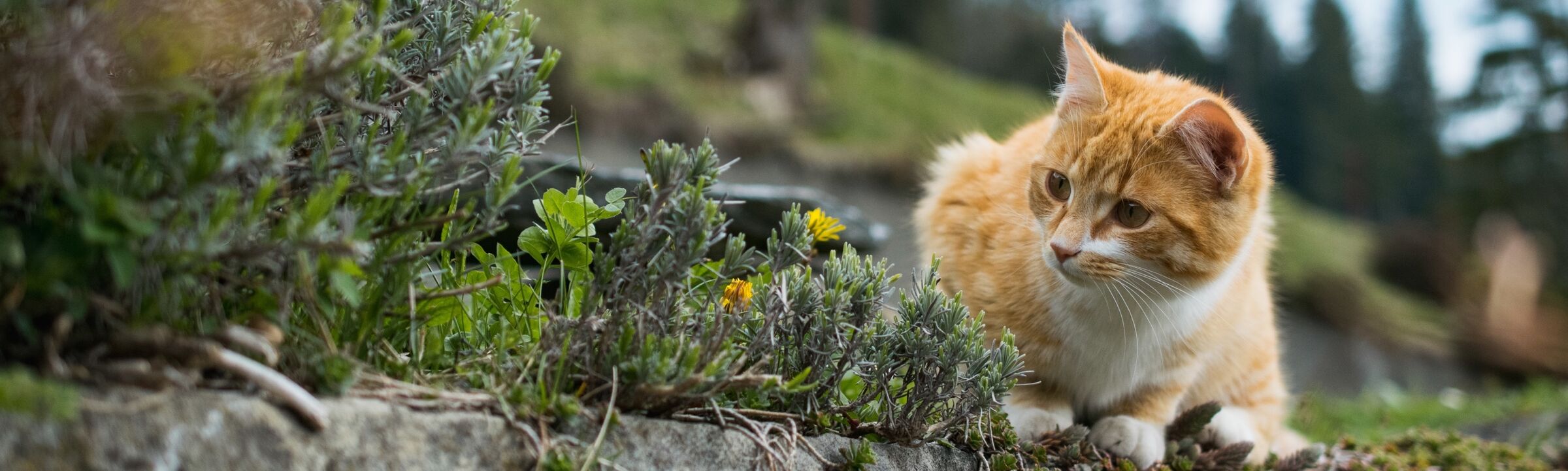 Brandywine Valley SPCA | Cat Retreat