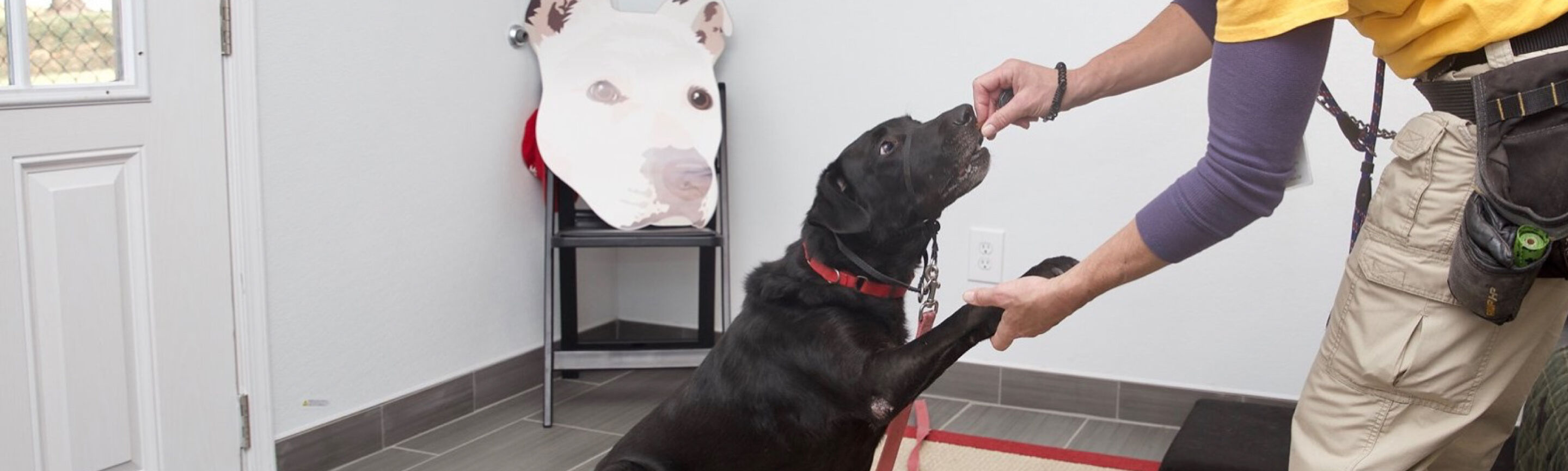 Brandywine Valley SPCA | Behavior Resources