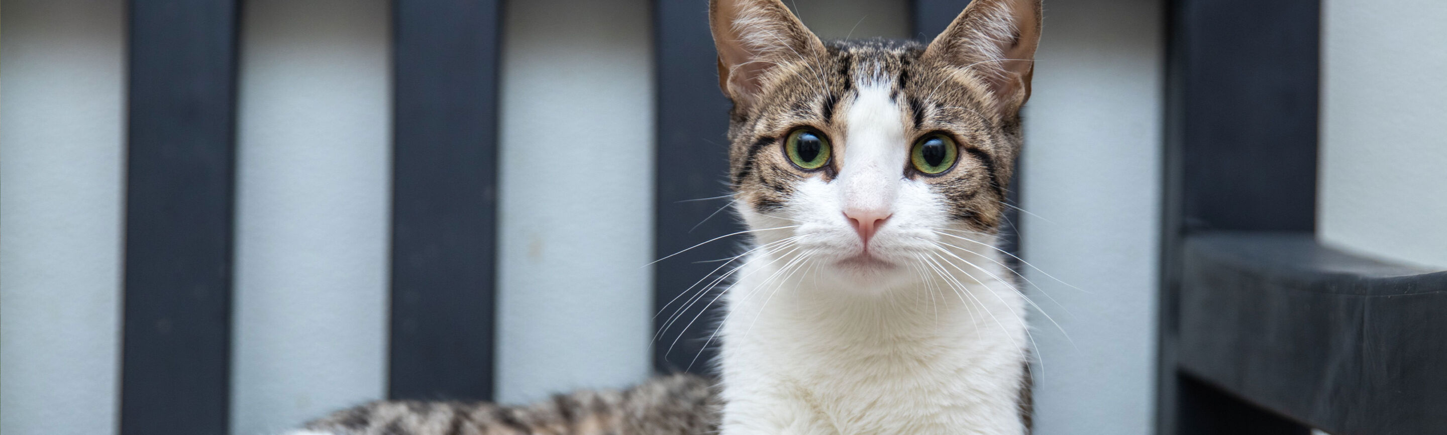 Brandywine Valley SPCA | Adopt a Cat (DC)