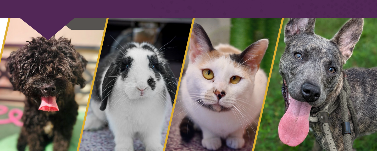 Brandywine Valley SPCA | HSHA joins the Brandywine Valley SPCA