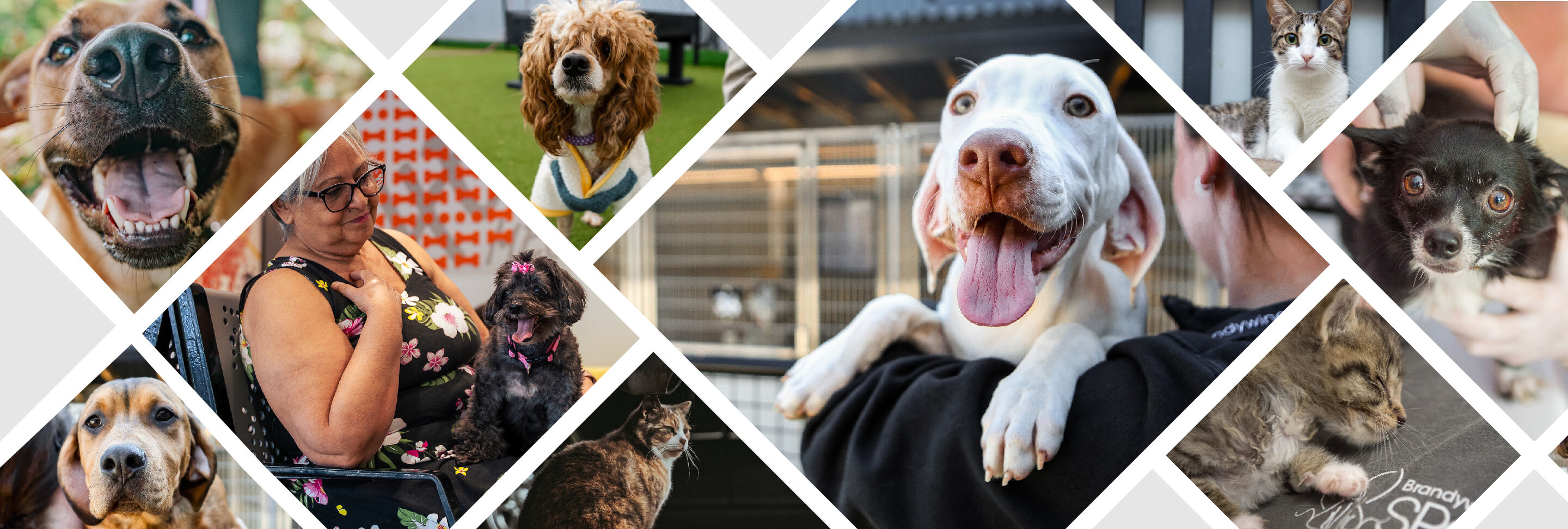 Brandywine Valley SPCA | BVSPCA DC Animal Control & Services