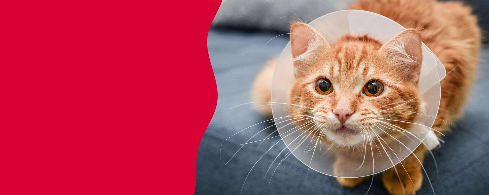 Brandywine Valley SPCA | Delaware State Spay Days