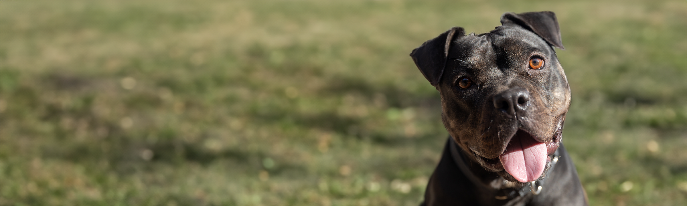 Brandywine Valley SPCA | Adopt