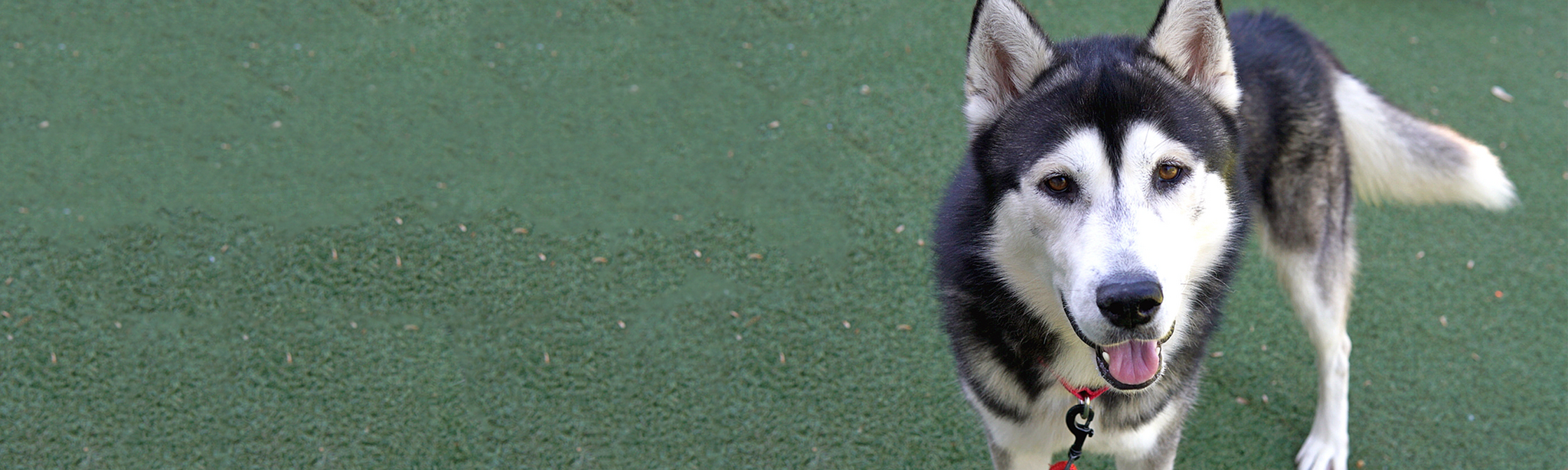 Brandywine Valley SPCA | Adopt a Dog