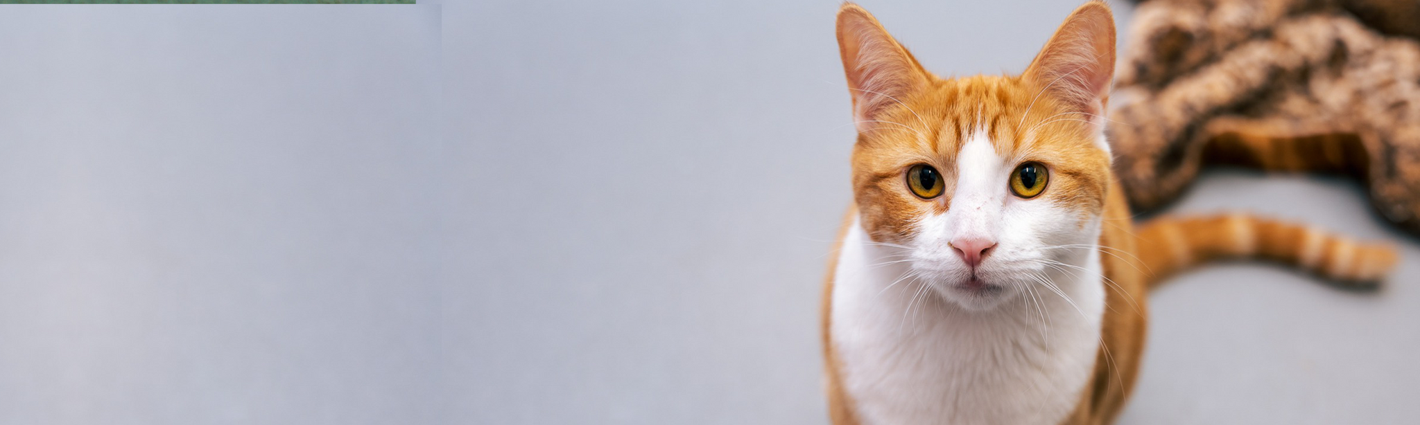 Brandywine Valley SPCA | Adopt a Cat