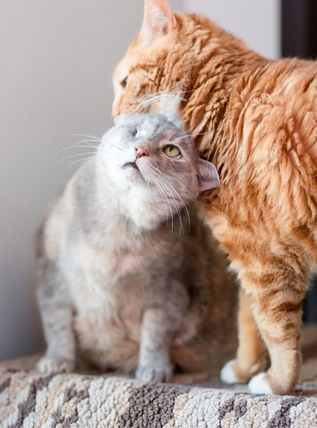 Brandywine Valley SPCA | Cat Retreat