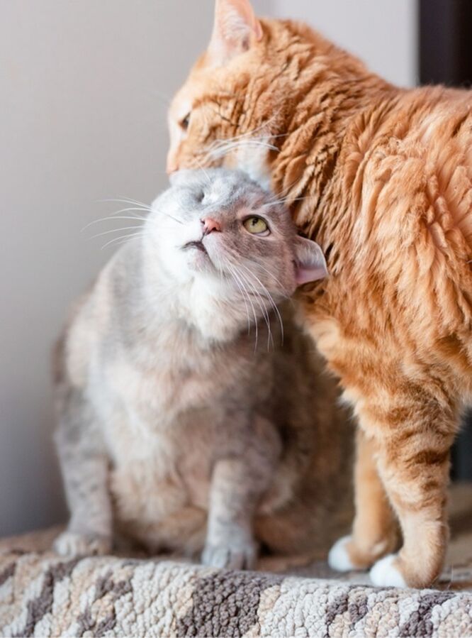 Brandywine Valley SPCA | Cat Retreat