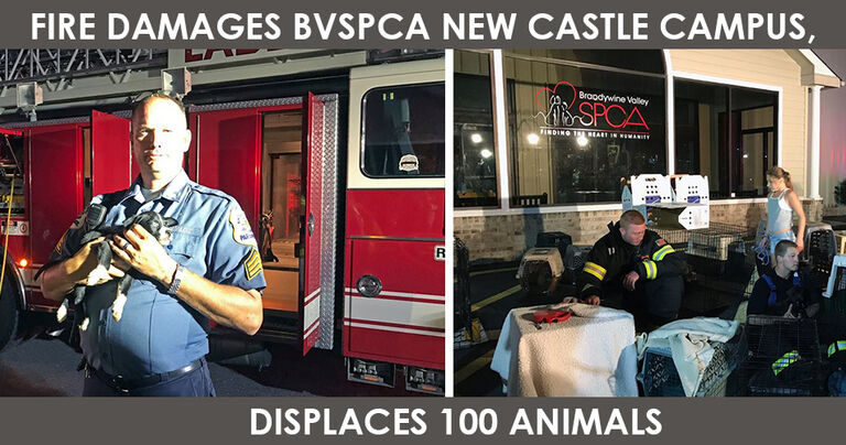 Brandywine Valley SPCA | Fire damages BVSPCA New Castle campus,…