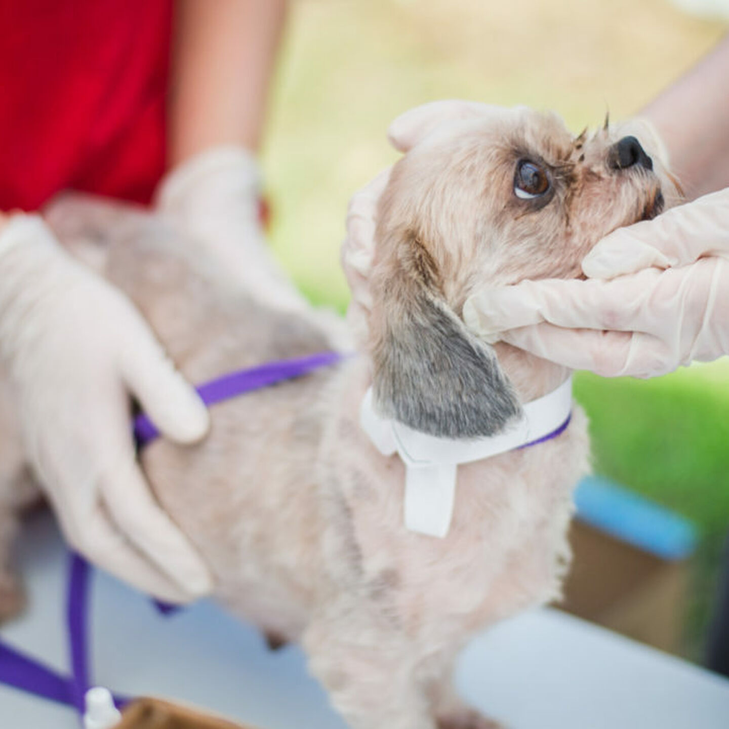 Brandywine Valley SPCA | Second Chance Program