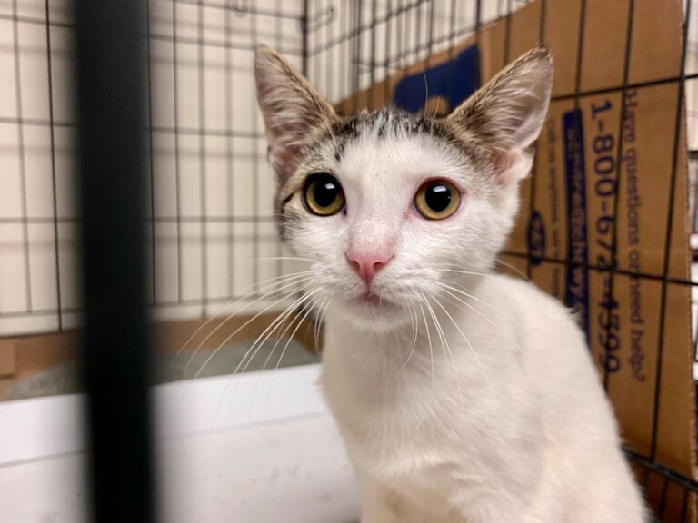 Brandywine Valley SPCA | Help 56 Cats rescued from deplorable…