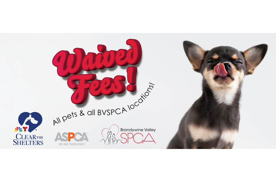 Brandywine Valley SPCA | News, Events & Resources