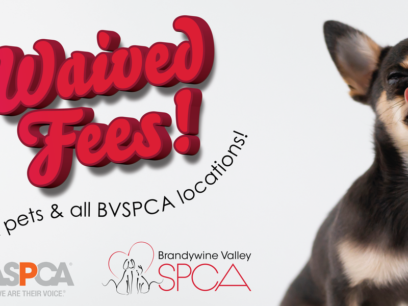 Brandywine Valley SPCA | Adoption Info