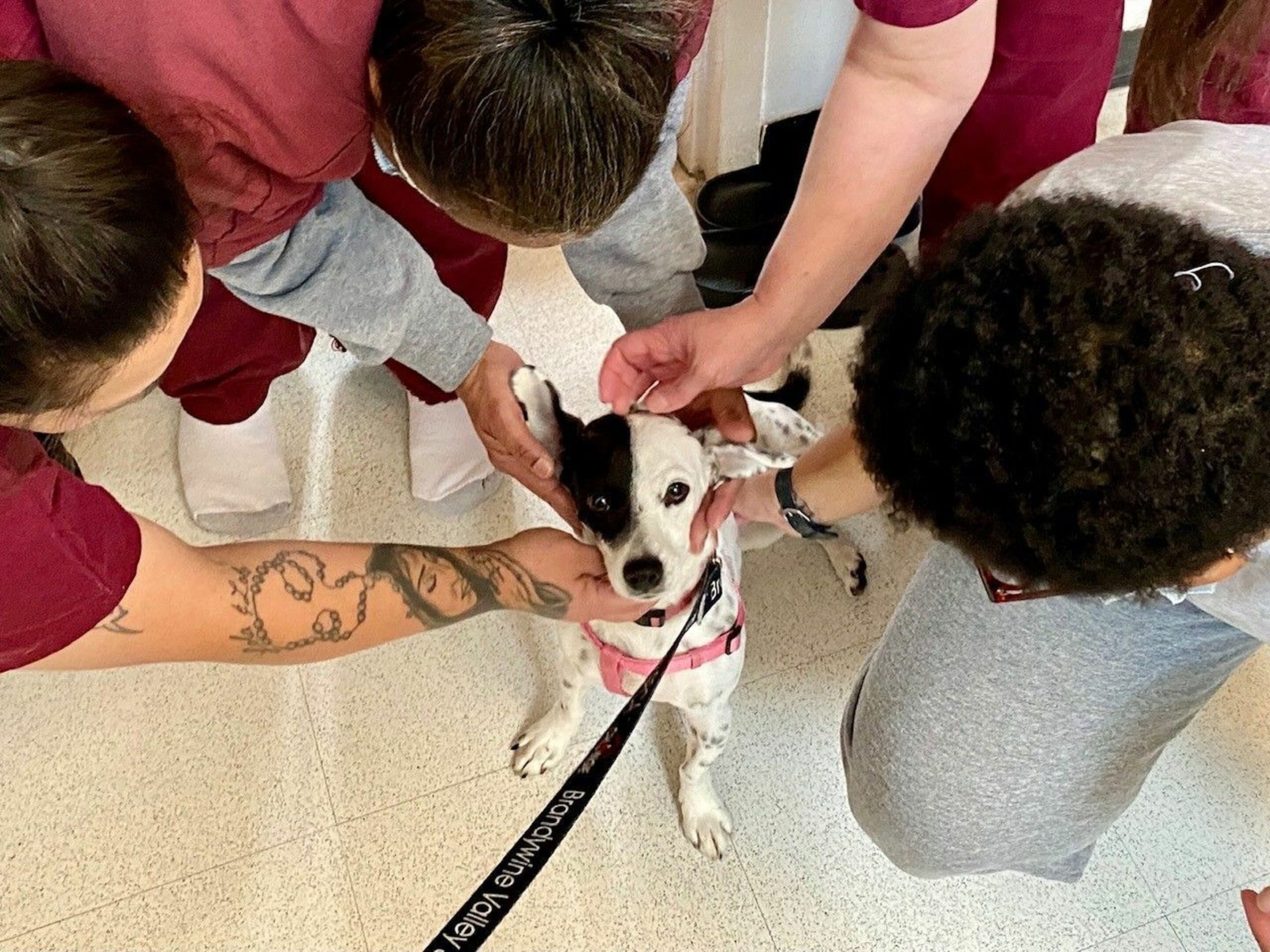 Brandywine Valley SPCA | Therapy Pets