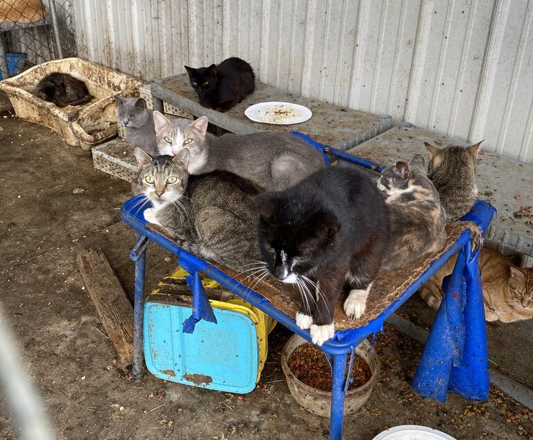 Brandywine Valley SPCA | Cat Retreat