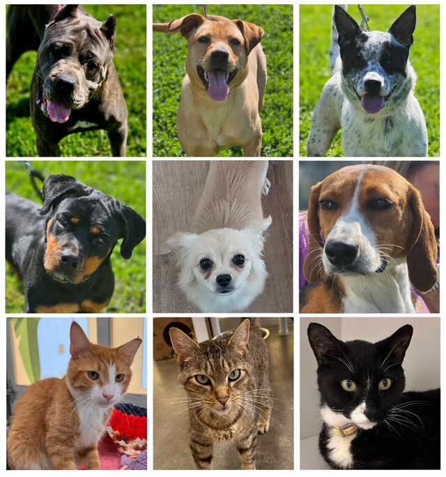 Brandywine Valley SPCA | 100 Reasons Why We Need You