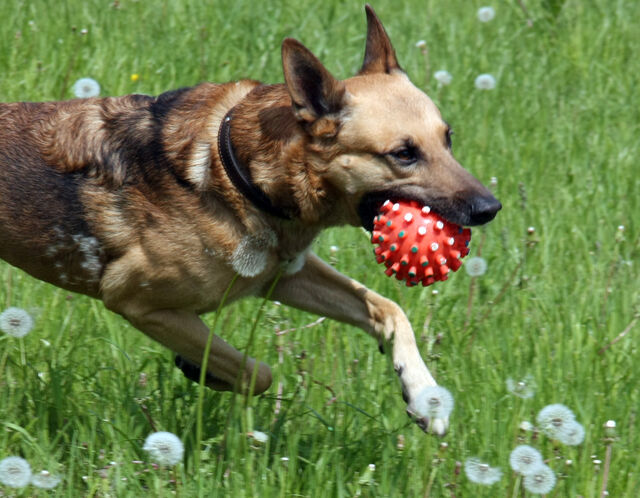 Brandywine Valley SPCA | Best options for outdoor play with your dog
