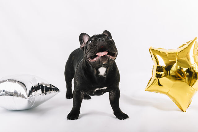 Brandywine Valley SPCA | Gala
