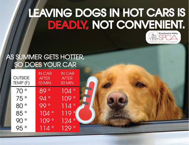 Brandywine Valley SPCA | Leaving dogs in hot cars is deadly, not…
