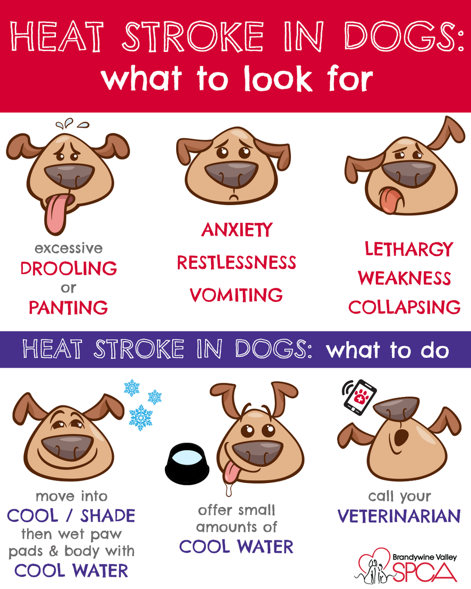 Brandywine Valley SPCA | Heat stroke in dogs: what to look for