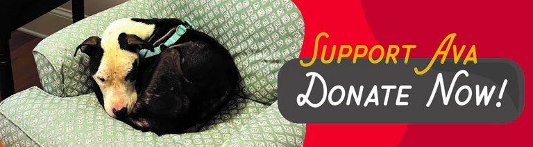 Brandywine Valley SPCA | Support Ava's Fight for Survival
