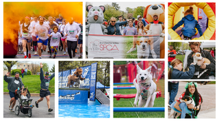 Brandywine Valley SPCA | BVSPCA's 2024 Walk for Paws Success