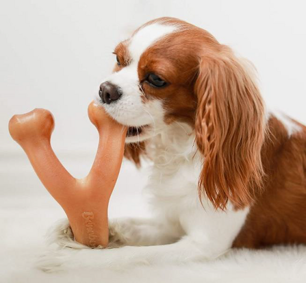 Brandywine Valley SPCA | Dog mouthing