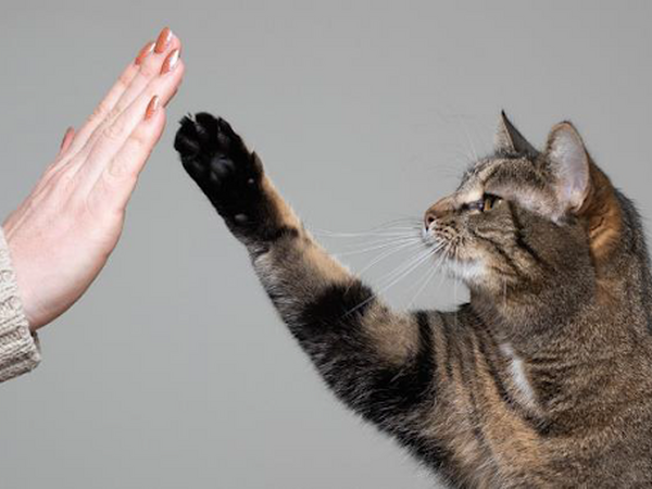 Brandywine Valley SPCA | Cat Retreat