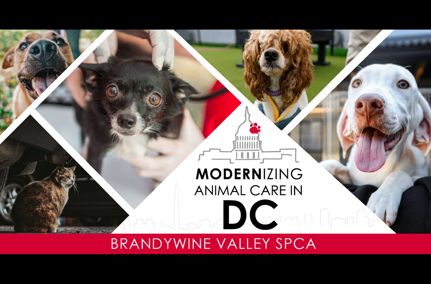 Brandywine Valley SPCA | News, Events & Resources