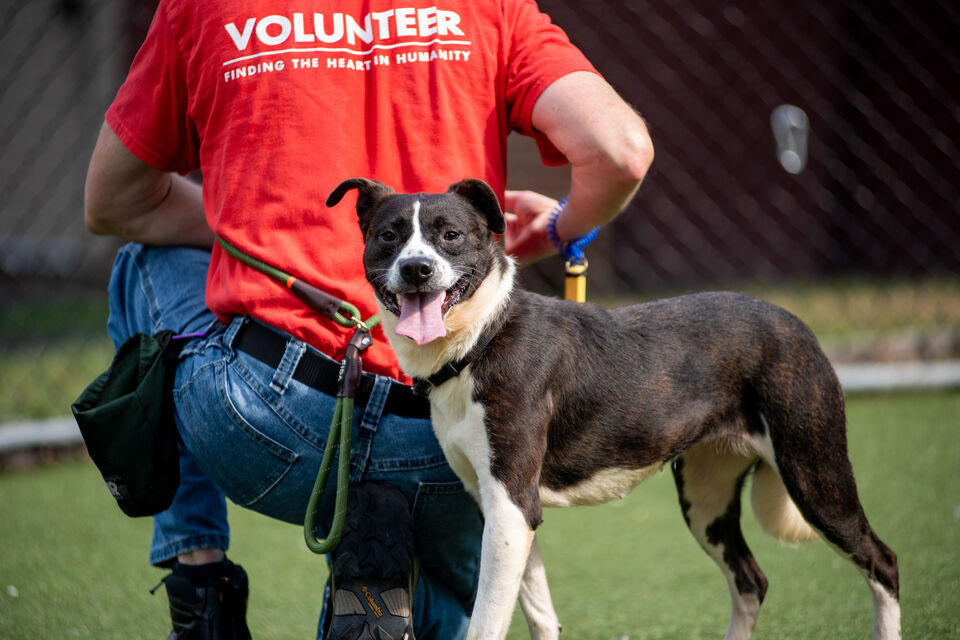 Brandywine Valley SPCA | BVSPCA DC Animal Control & Services