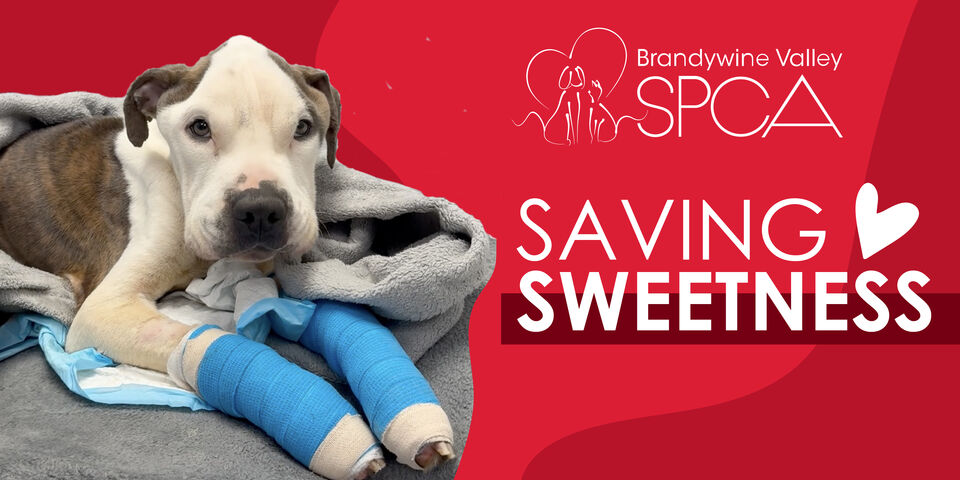 Brandywine Valley Spca Saving Sweetness