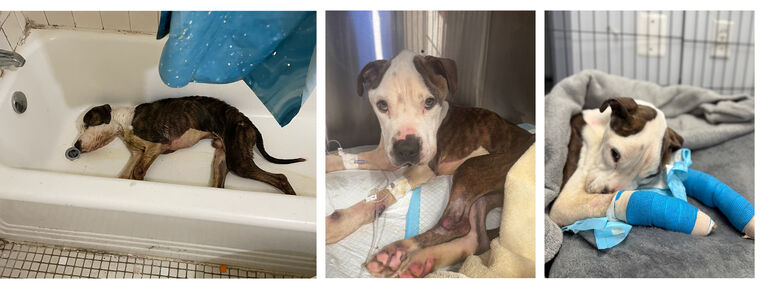 Brandywine Valley SPCA | Saving Sweetness
