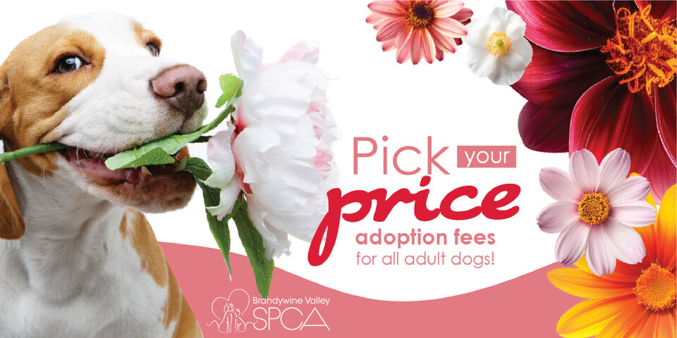 Brandywine Valley SPCA | Spring is in the Air: Pick Your Price…