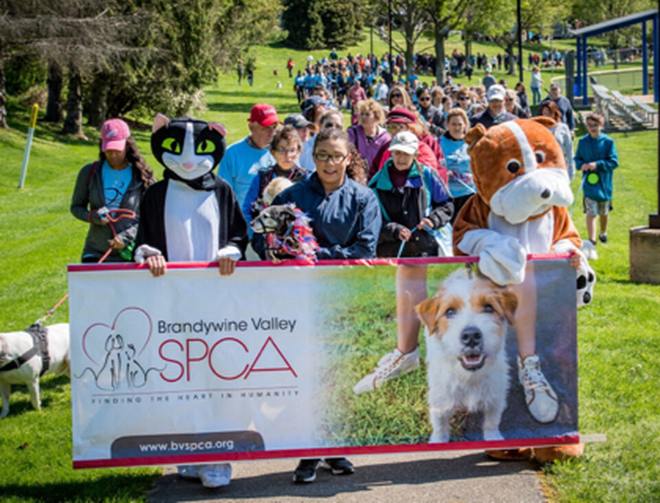 Brandywine Valley SPCA | Adoption Info