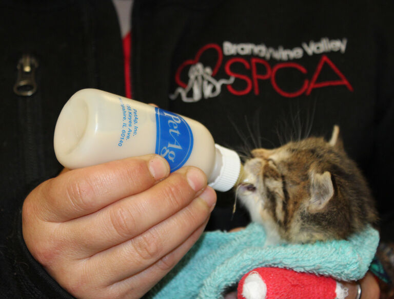 Brandywine Valley SPCA | About Us