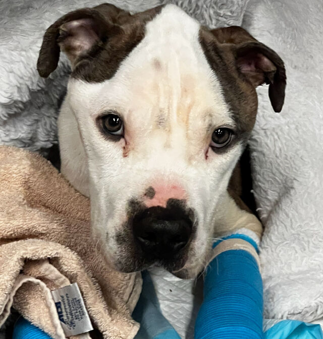 Brandywine Valley SPCA | About Us